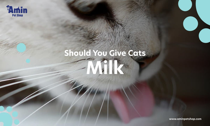 Should you give cats milk? Find the answer & more in this article