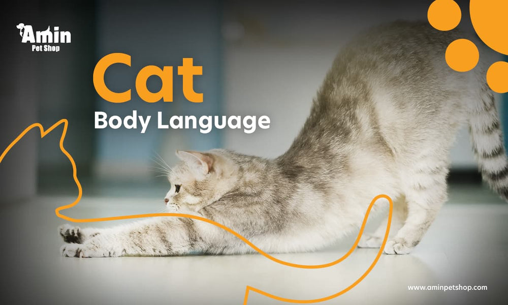 How to understand cat body language to humans?