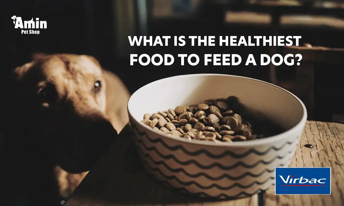 What is the healthiest food to feed a dog?