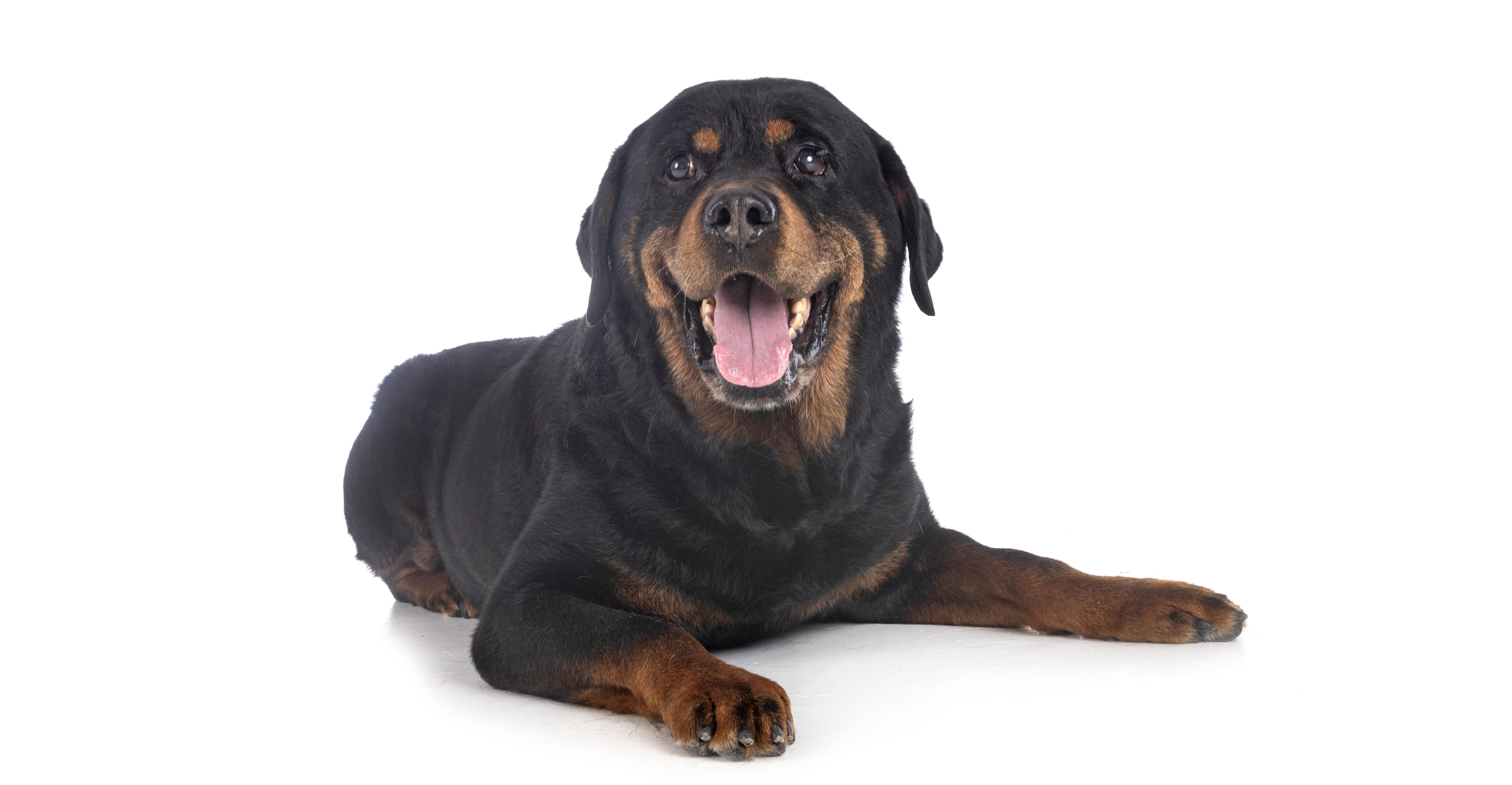 Complete Nutrition for Your Adult Dog - Keep Them Happy & Healthy