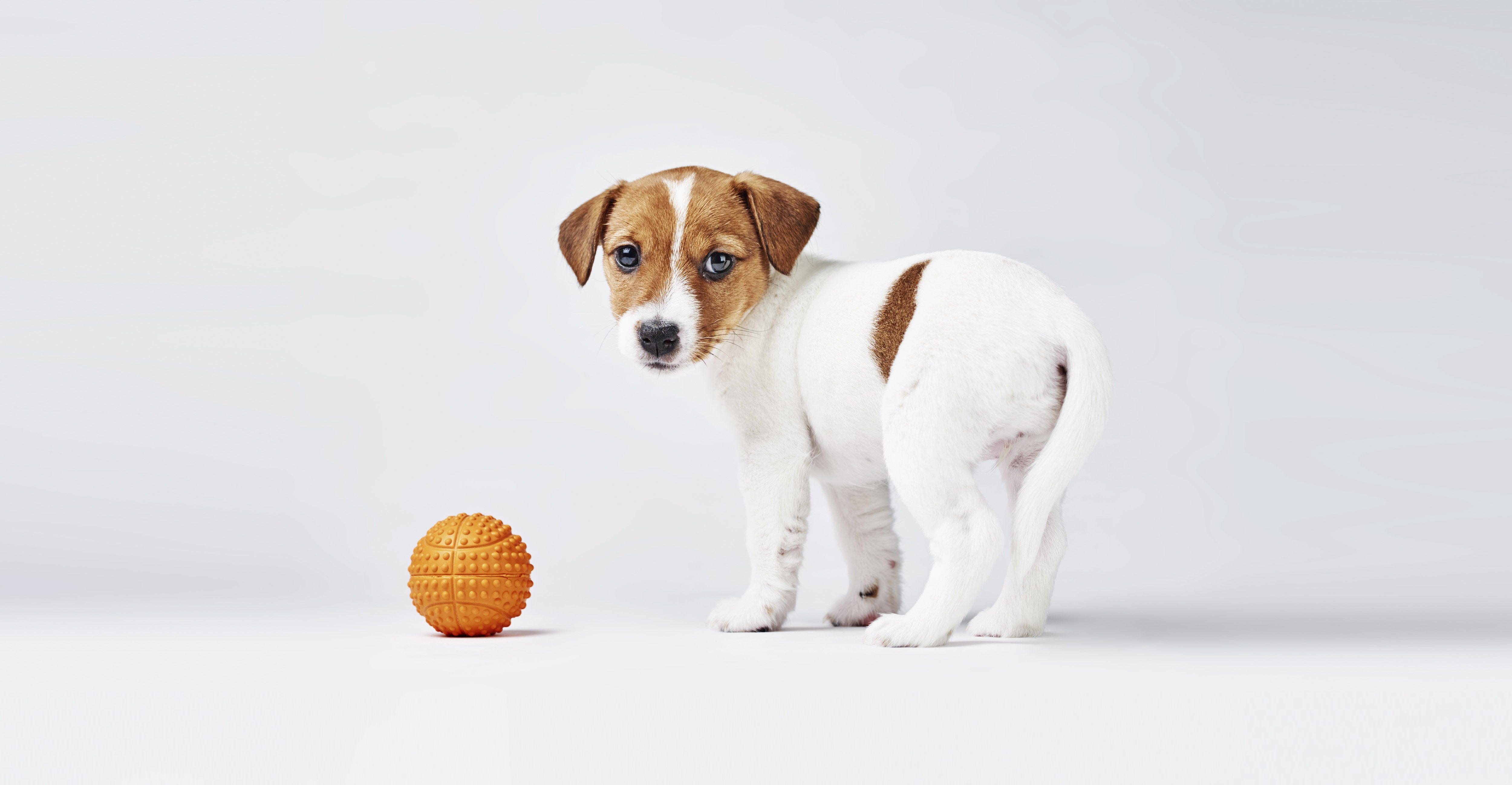 Fun Dog Toys Collection - Play & Enjoy | Amin Pet Shop