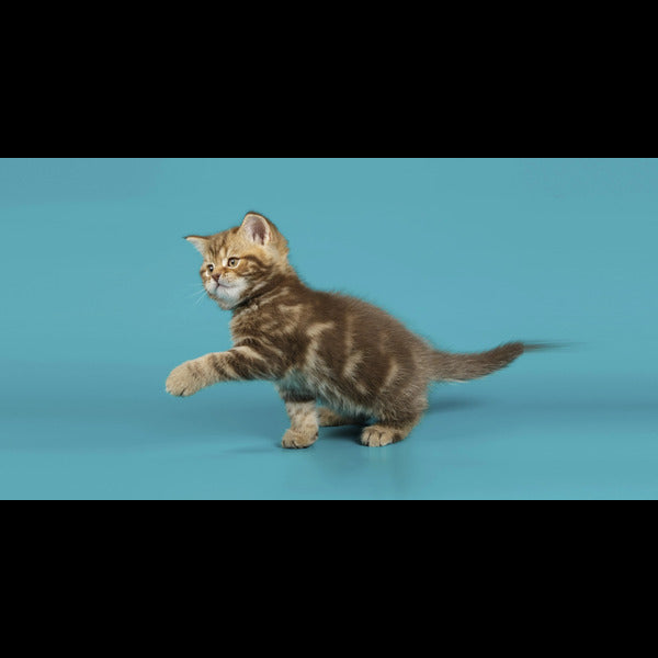 Adult Cat | Tasty & Healthy Meals For Your Adult Cat